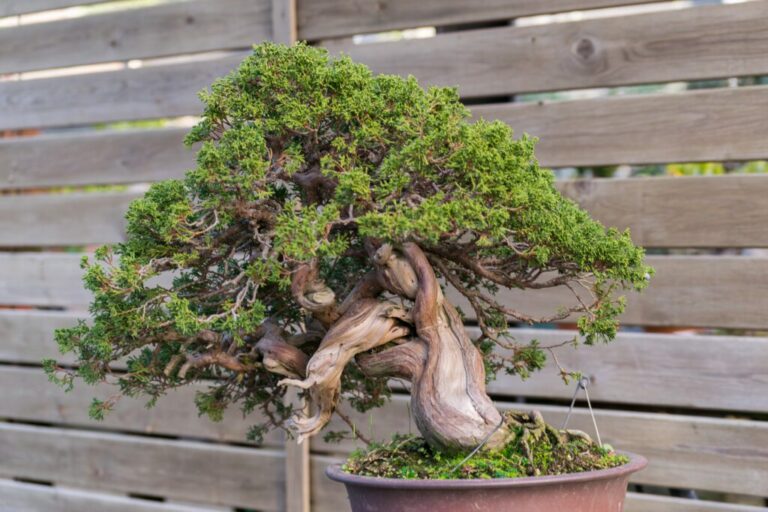 Tanuki Bonsai [Quickly Age Bonsai] Deadwood Technique