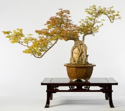 Chinese “Bonsai”?