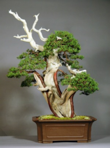 Tanuki Bonsai [Quickly Age Bonsai] Deadwood Technique