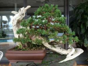 Tanuki Bonsai [Quickly Age Bonsai] Deadwood Technique