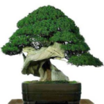 Tanuki Bonsai [Technique To Quickly Age Bonsai] Updated 2023