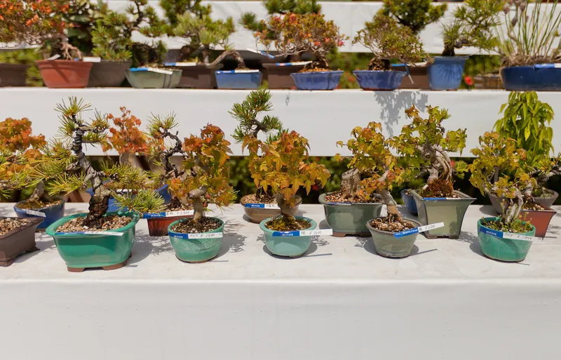 Bonsai Trees: Masterclass On Common & Unique Varieties
