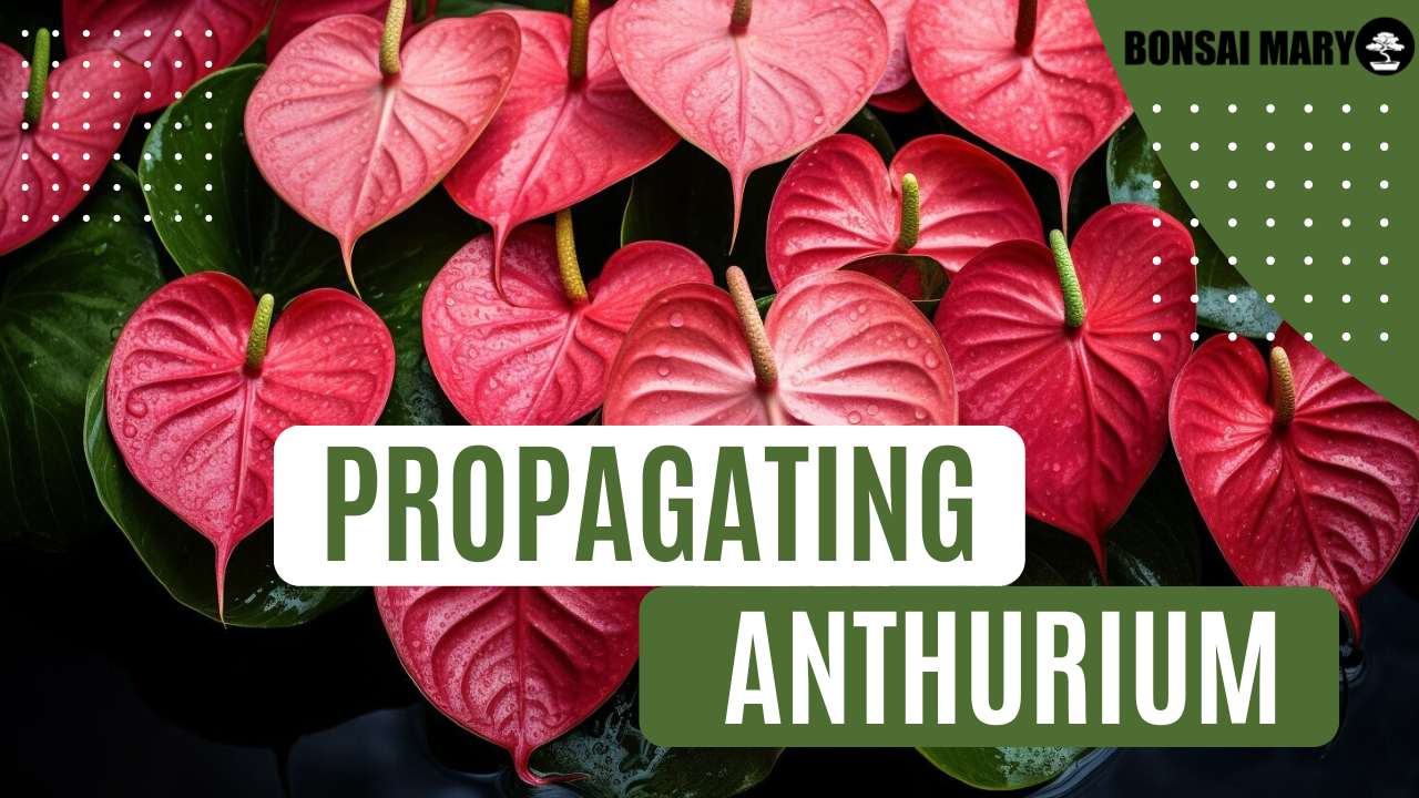 Anthurium Propagation: Detailed Steps and Expert Guidance