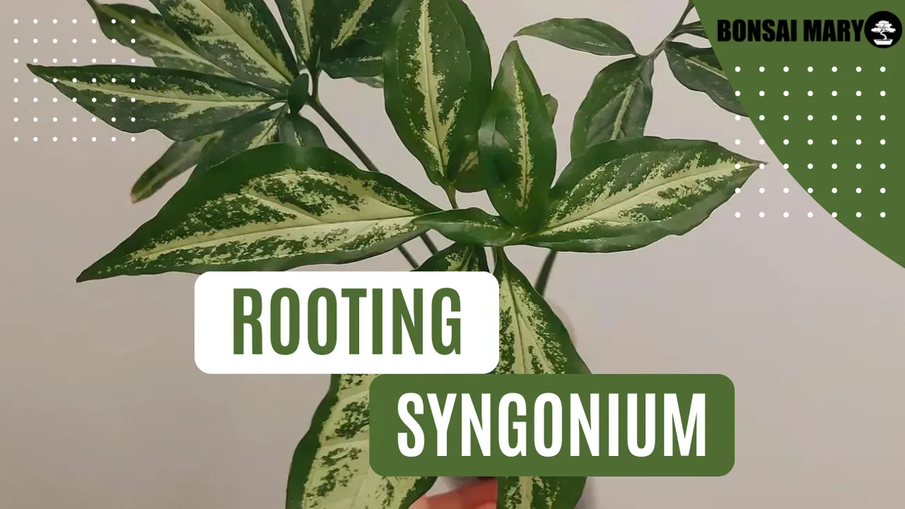 Rooting Guide: Syngonium Oasis Creation Made Accessible