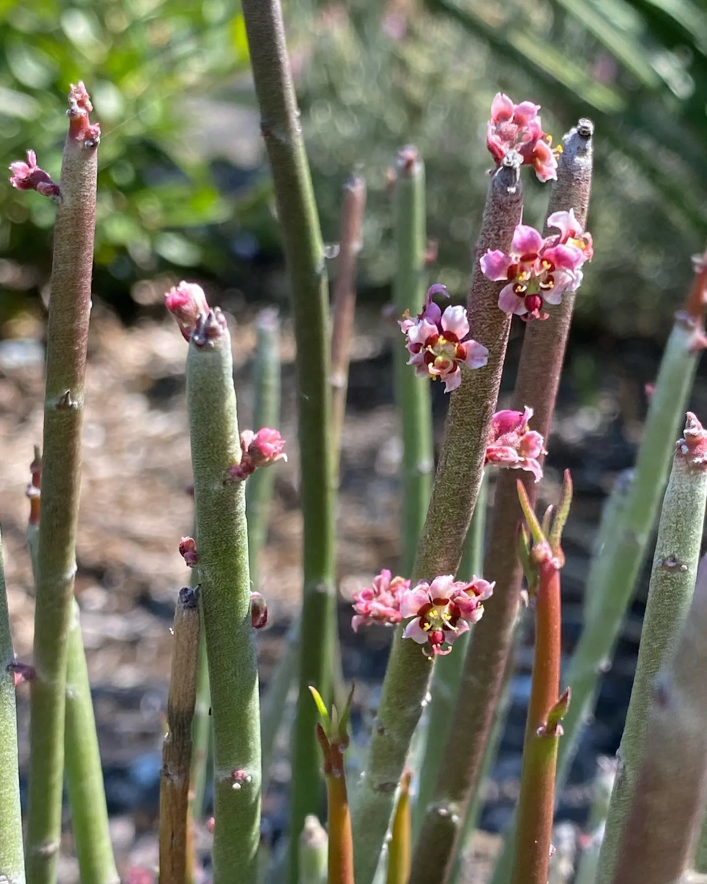 Candelilla: Simplified Care for Unique Beauty