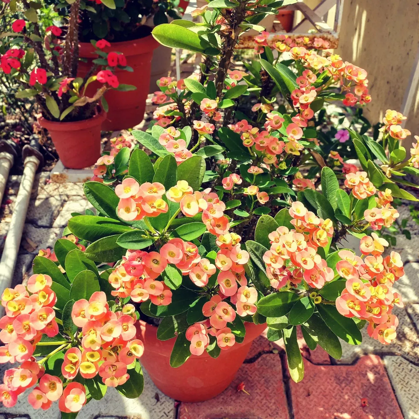 Crown of Thorns: Thorny Care Made Easy