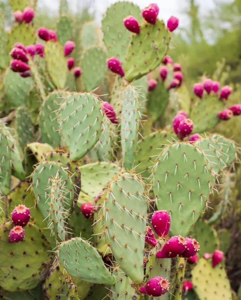 Prickly Pear Cactus Care Guide