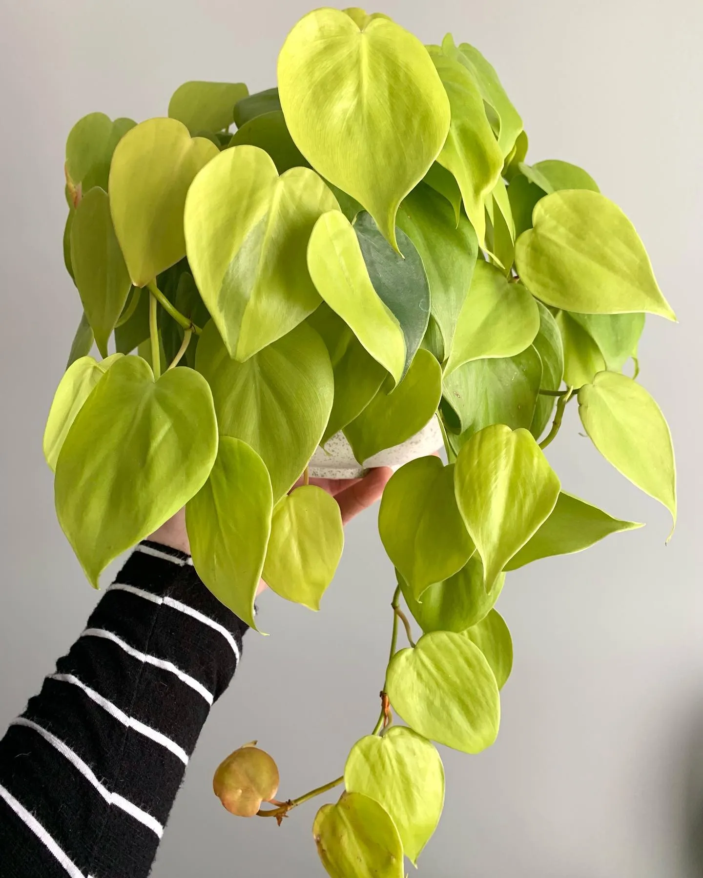 Lemon Lime Philodendron Care Guide: Ultimate Tips