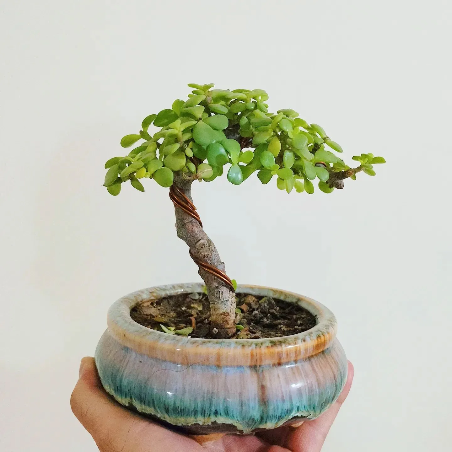 Longevity of Jade Bonsai Trees with Proper Care