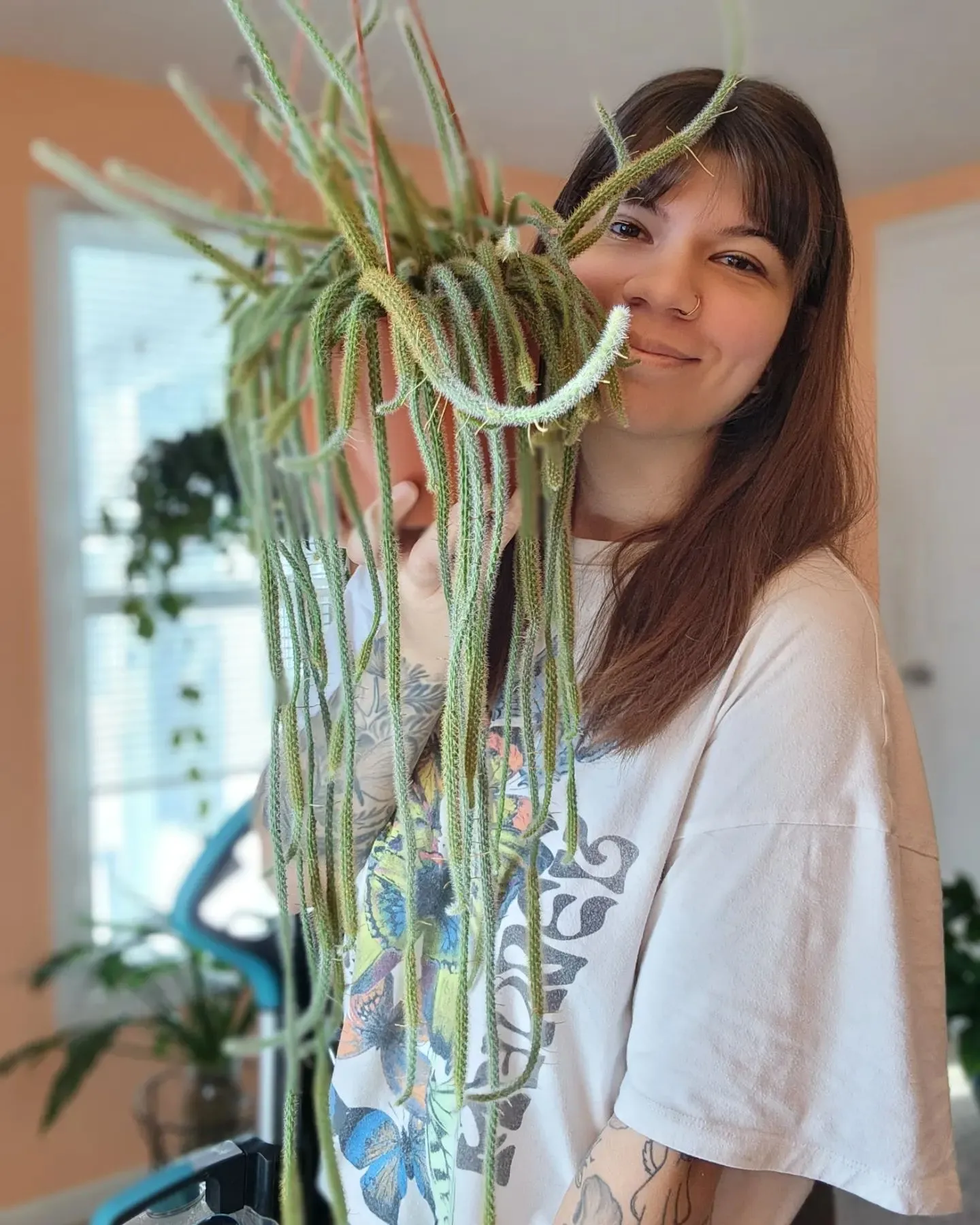 Rat Tail Cactus Care Guide with Photos