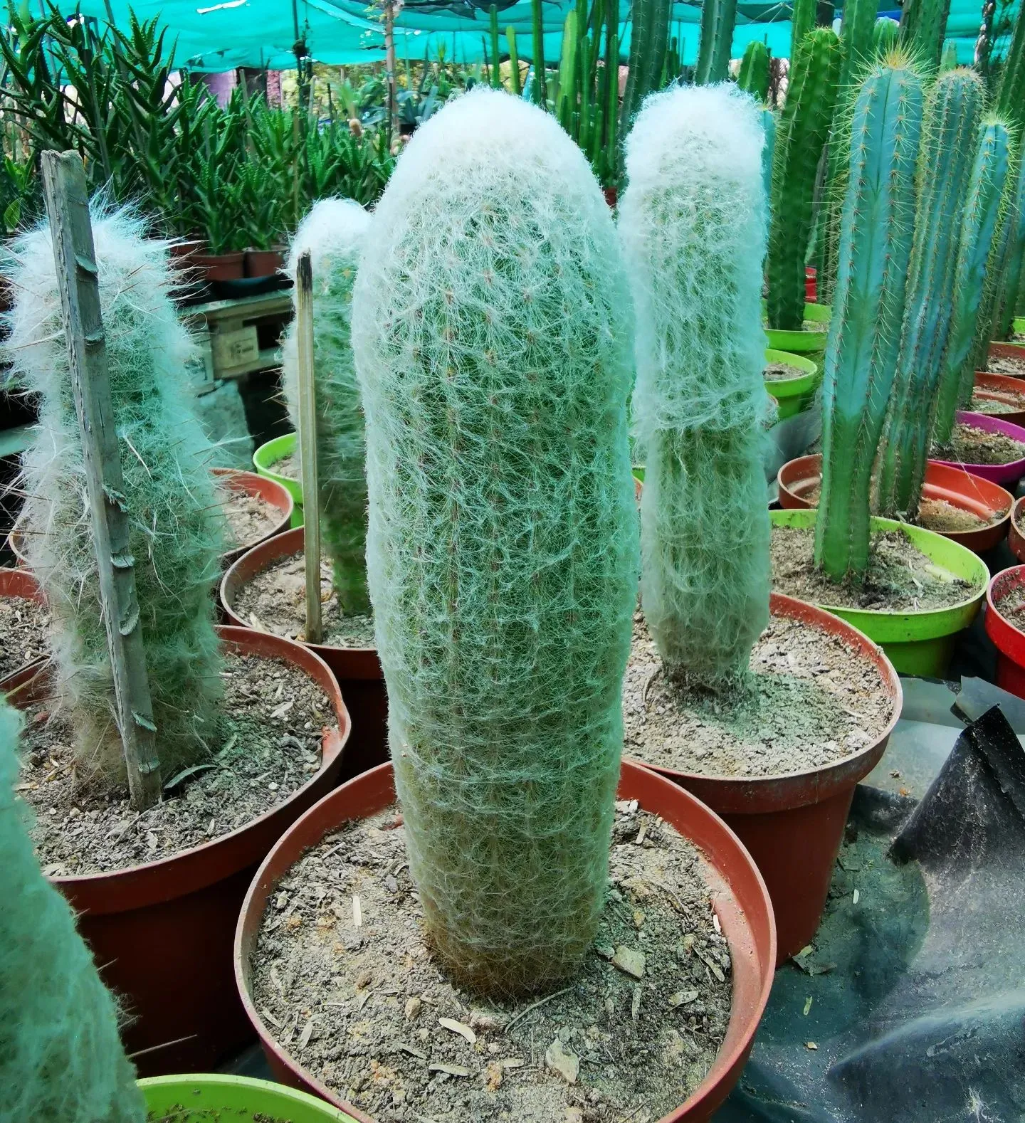 Growing Mammillaria Snowball Cactus: Expert Care Guide