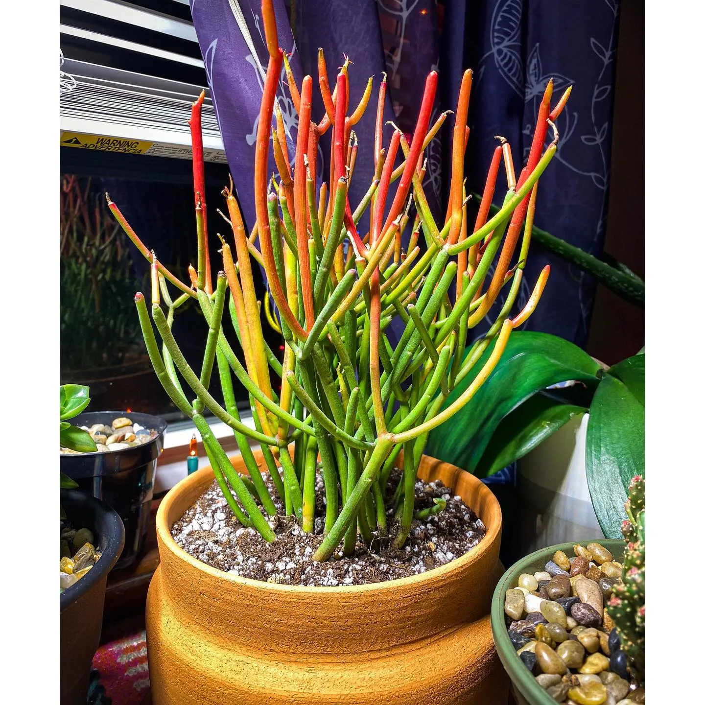 Sticks of Fire Plant Care Guide: Expert Care Tips