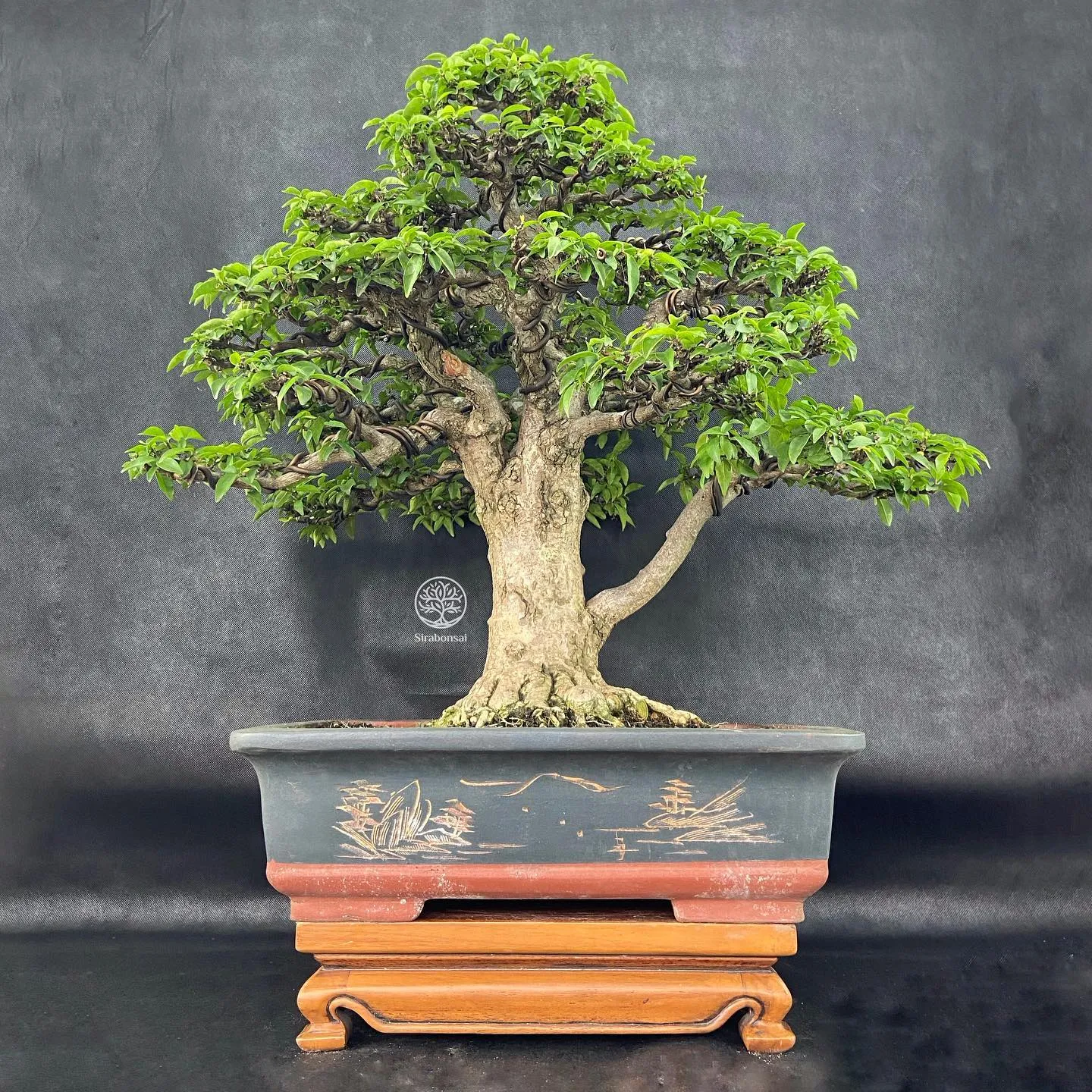 Troubleshooting Common Bonsai Tree Problems Troubleshooting Common Bonsai Tree Problems