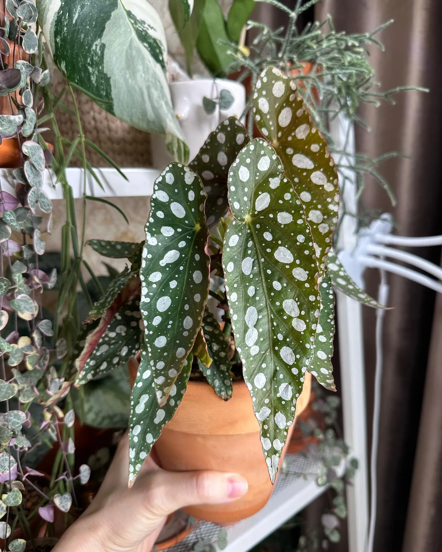 Growing Begonia Maculata (Expert Care Guide with Photos)