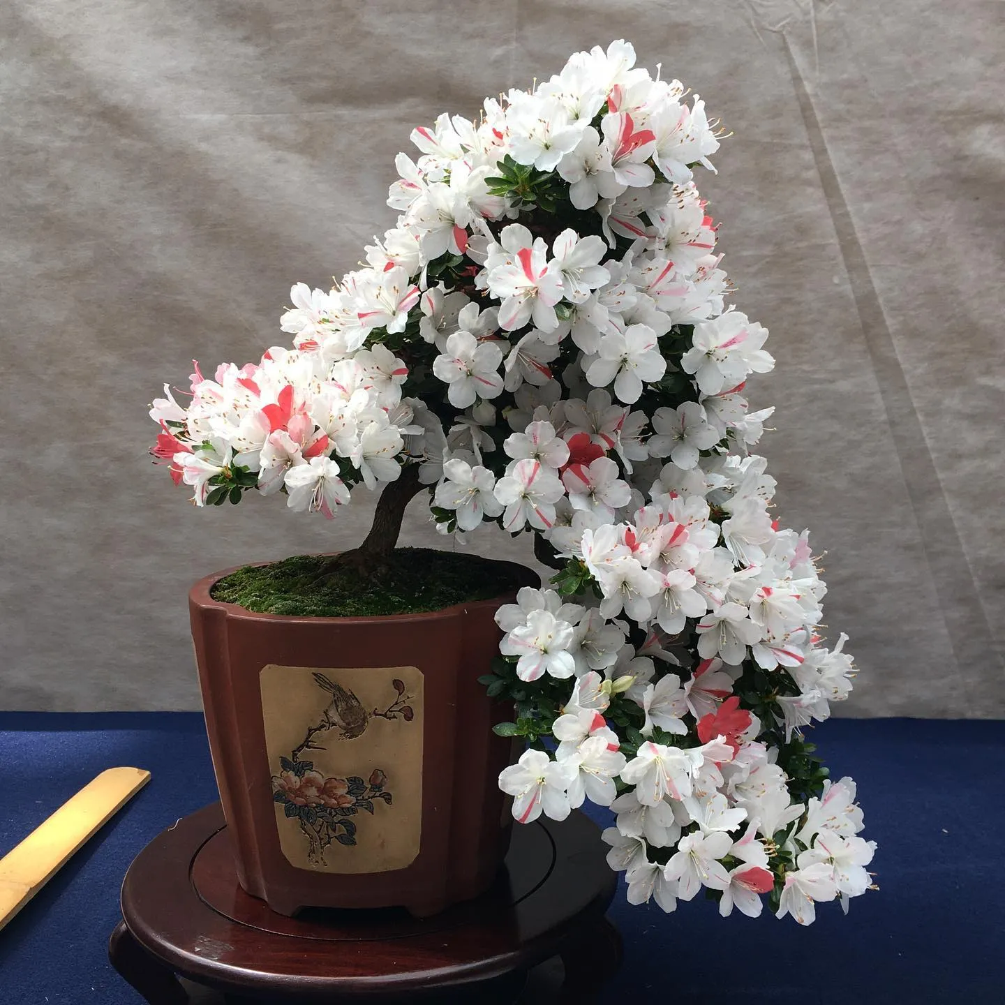 Flowering Bonsai Trees: Top 22 Beautiful Bonsai Plants that Flower