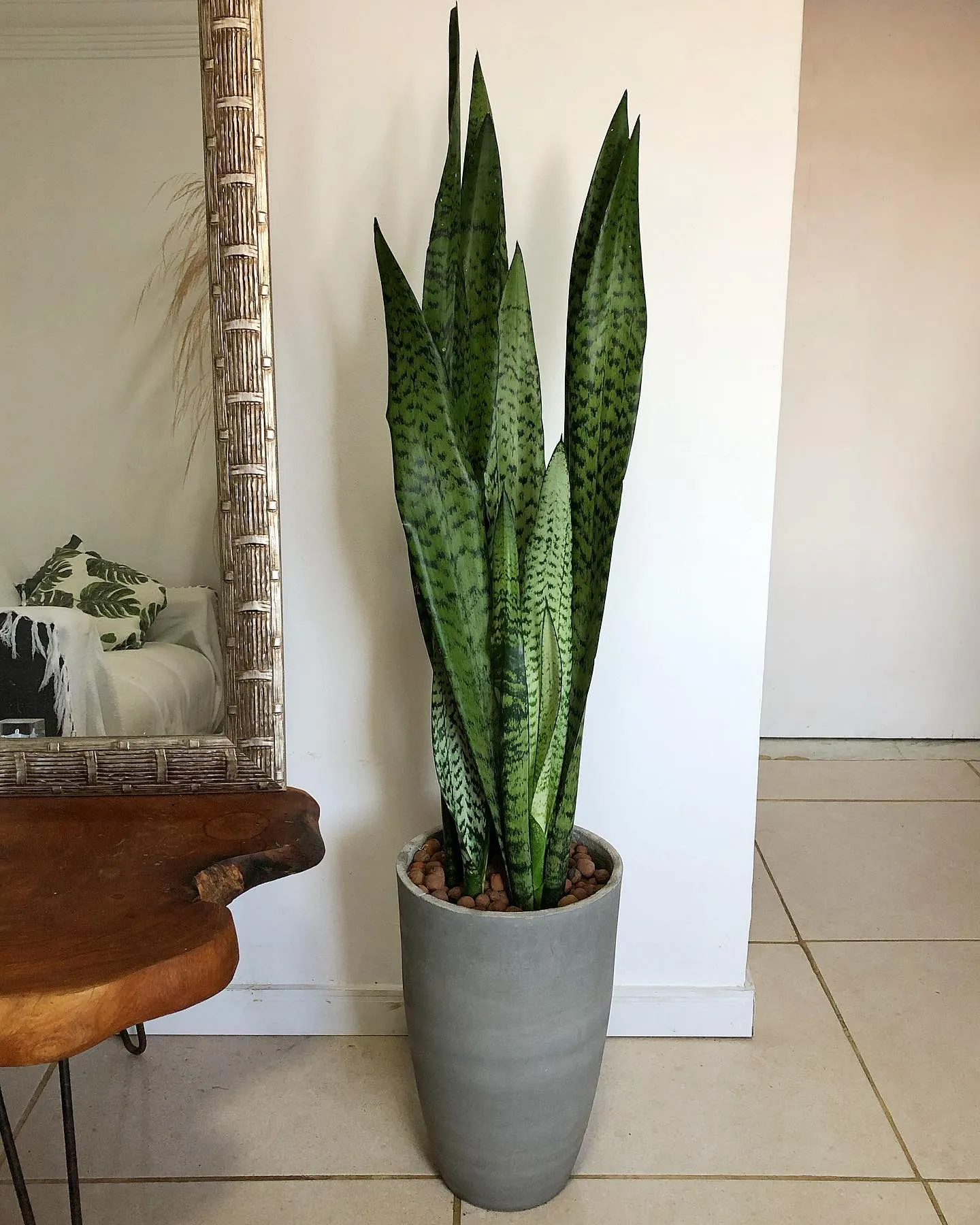 How to Propagate Snake Plant