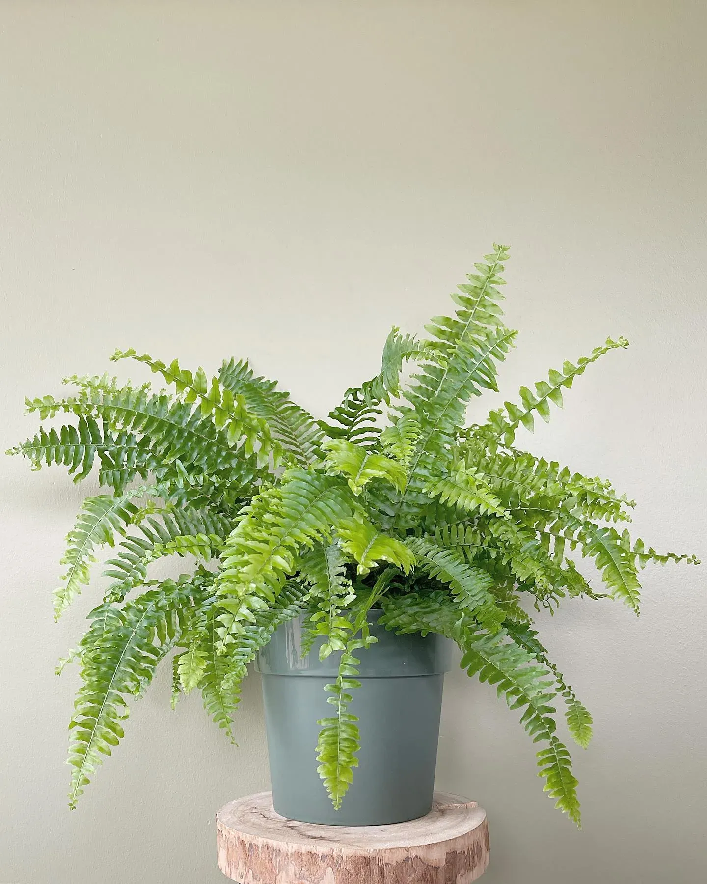 Boston Fern Care Guide for Lush Indoor Greenery