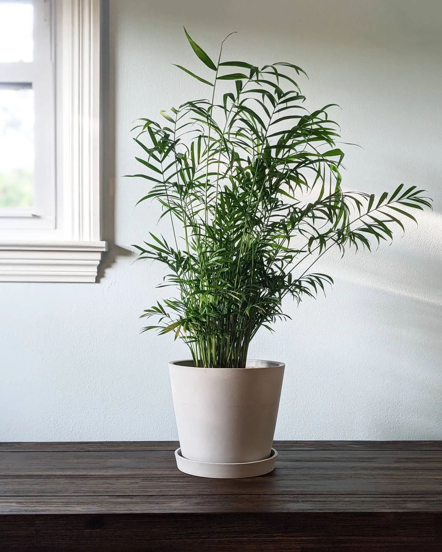 Parlor Palm Care Guide for Lush Indoor Growth