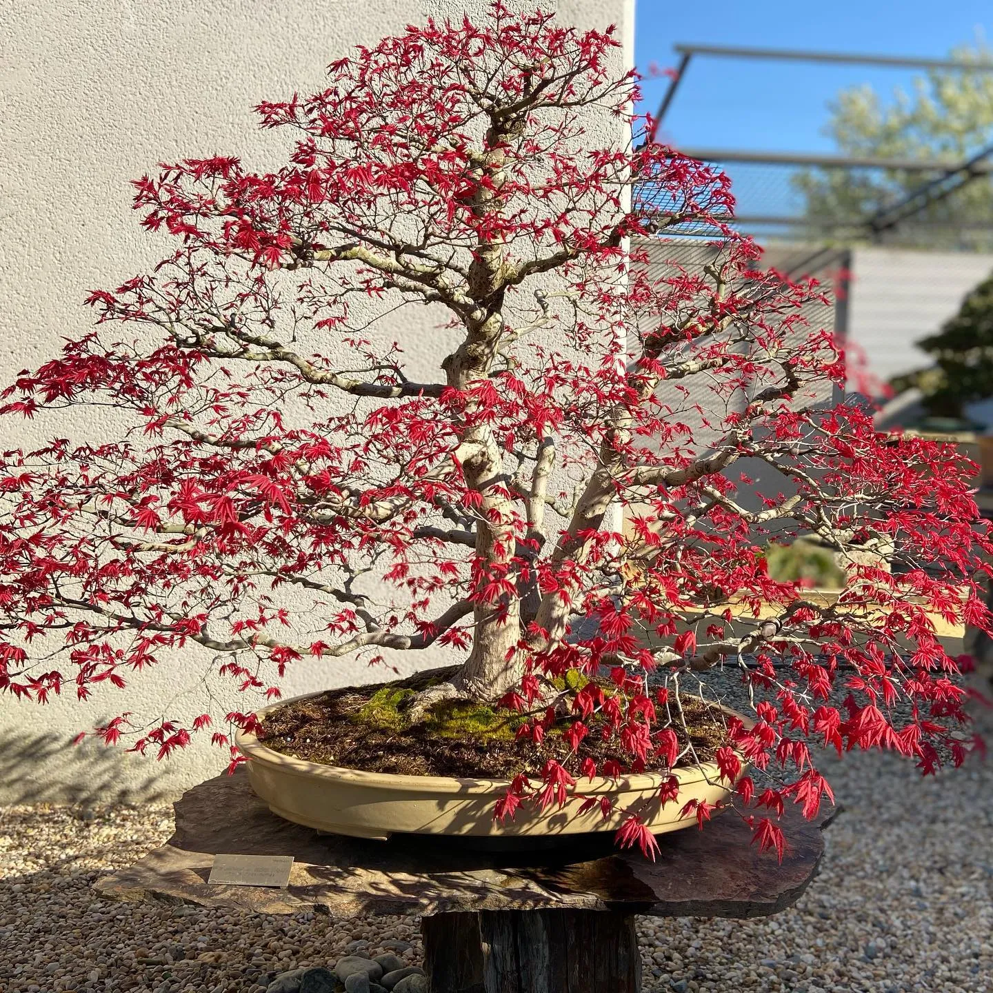 Japanese Red Maple 'Deshojo' Bonsai Guide