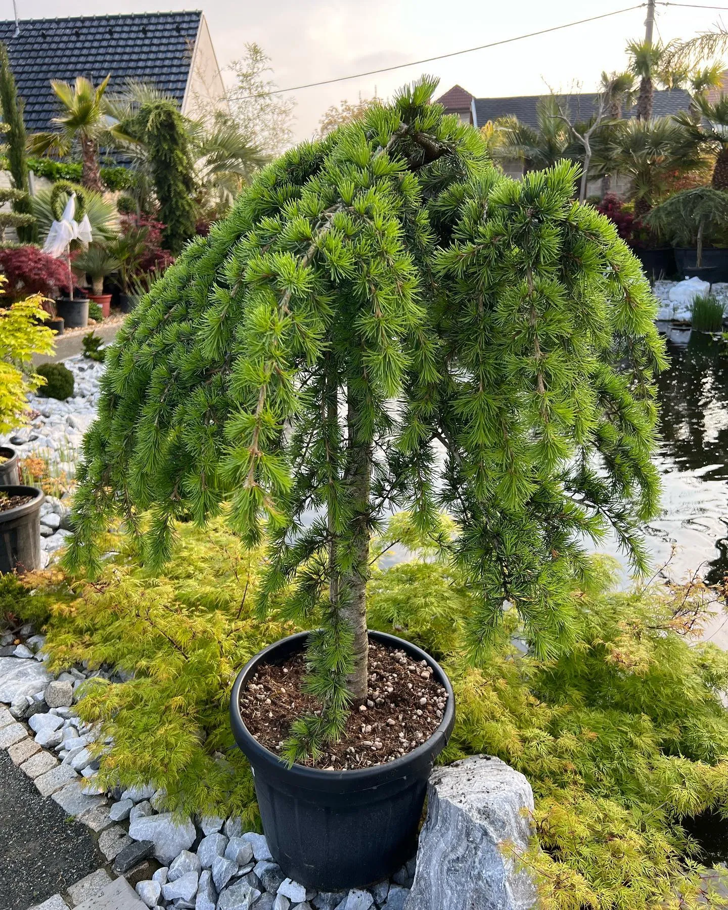 Himalayan Cedar Bonsai: The Art of Mountain Bonsai Care