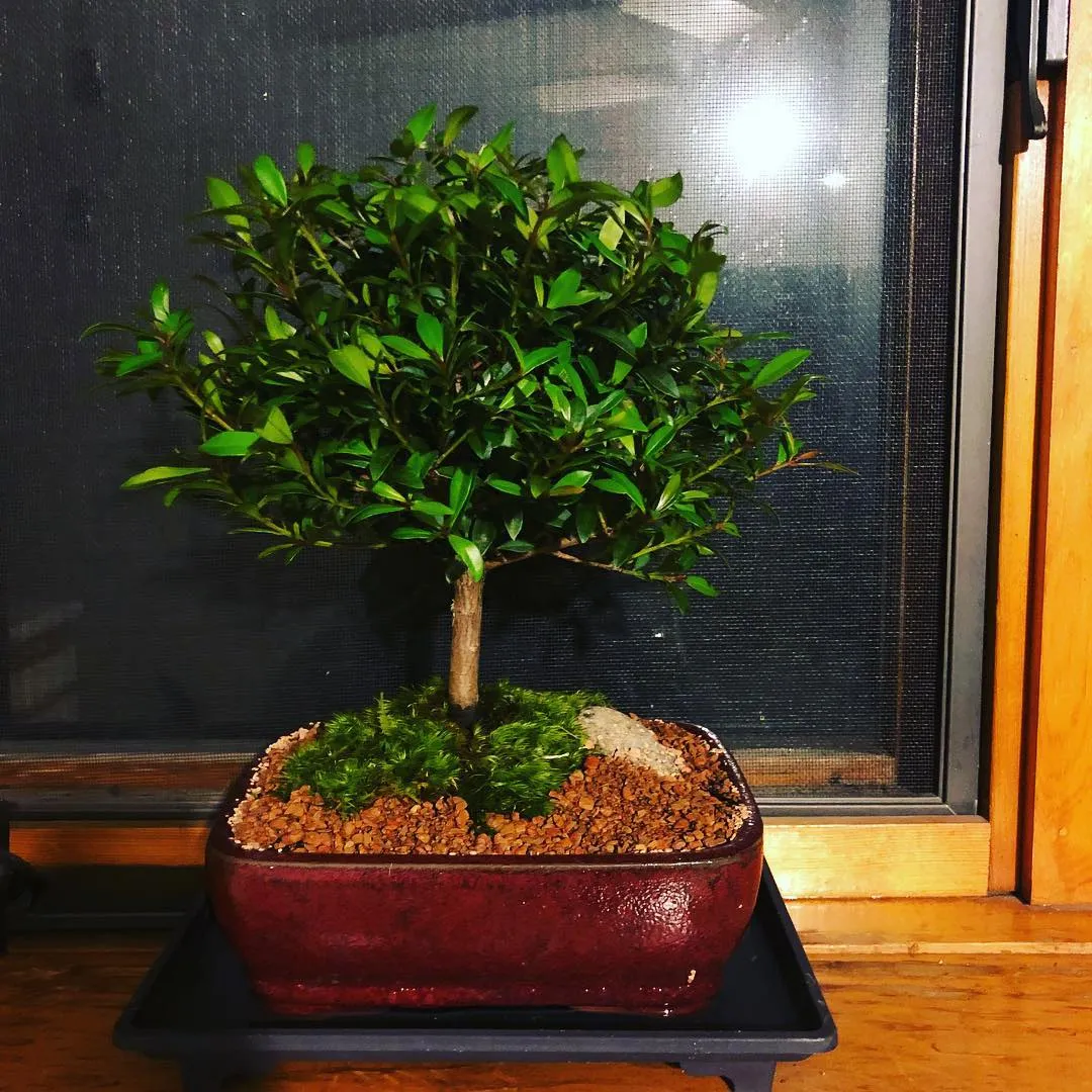 Dwarf Cherry Bonsai Big Character In A Tiny Tree