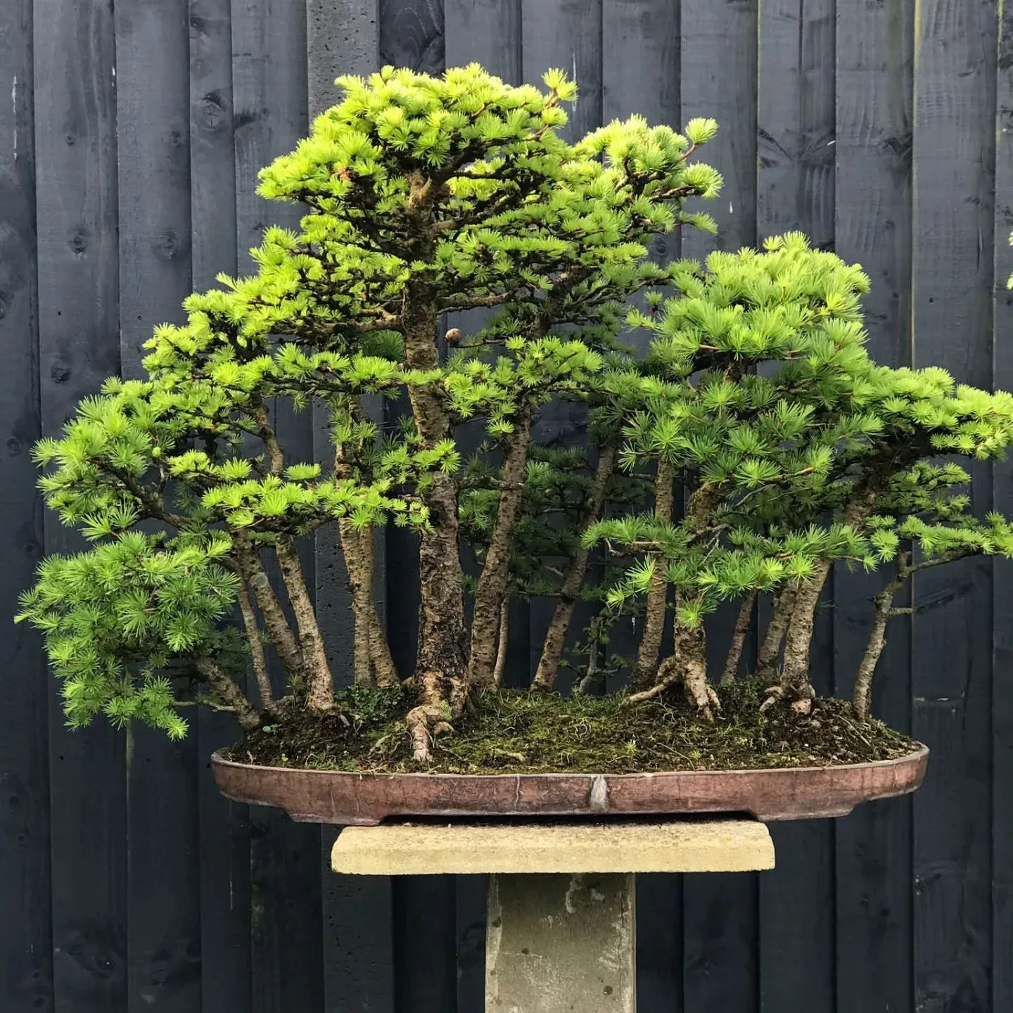 European Larch Bonsai: Care and Styling
