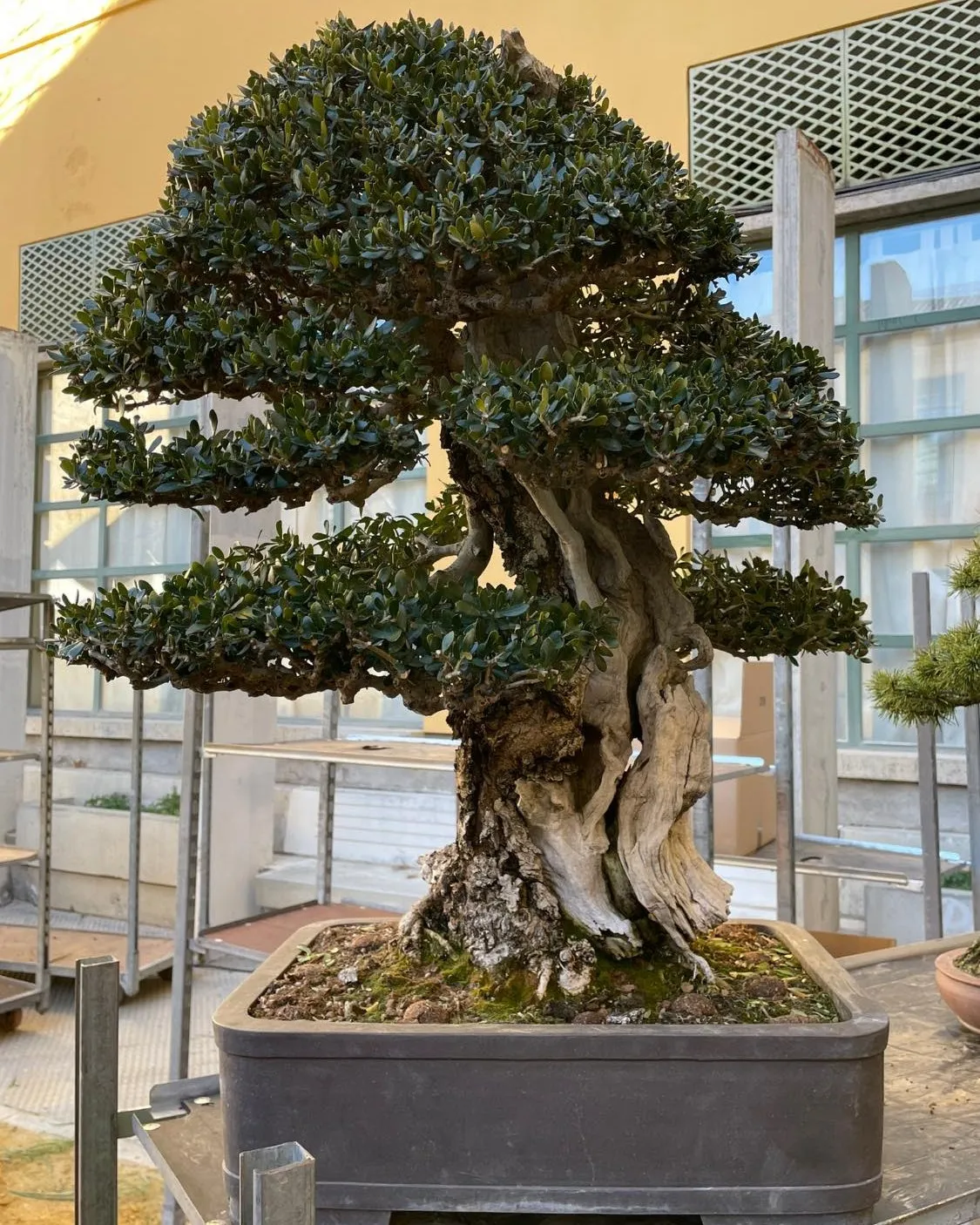 European Olive Bonsai: Timeless Cultivation Techniques