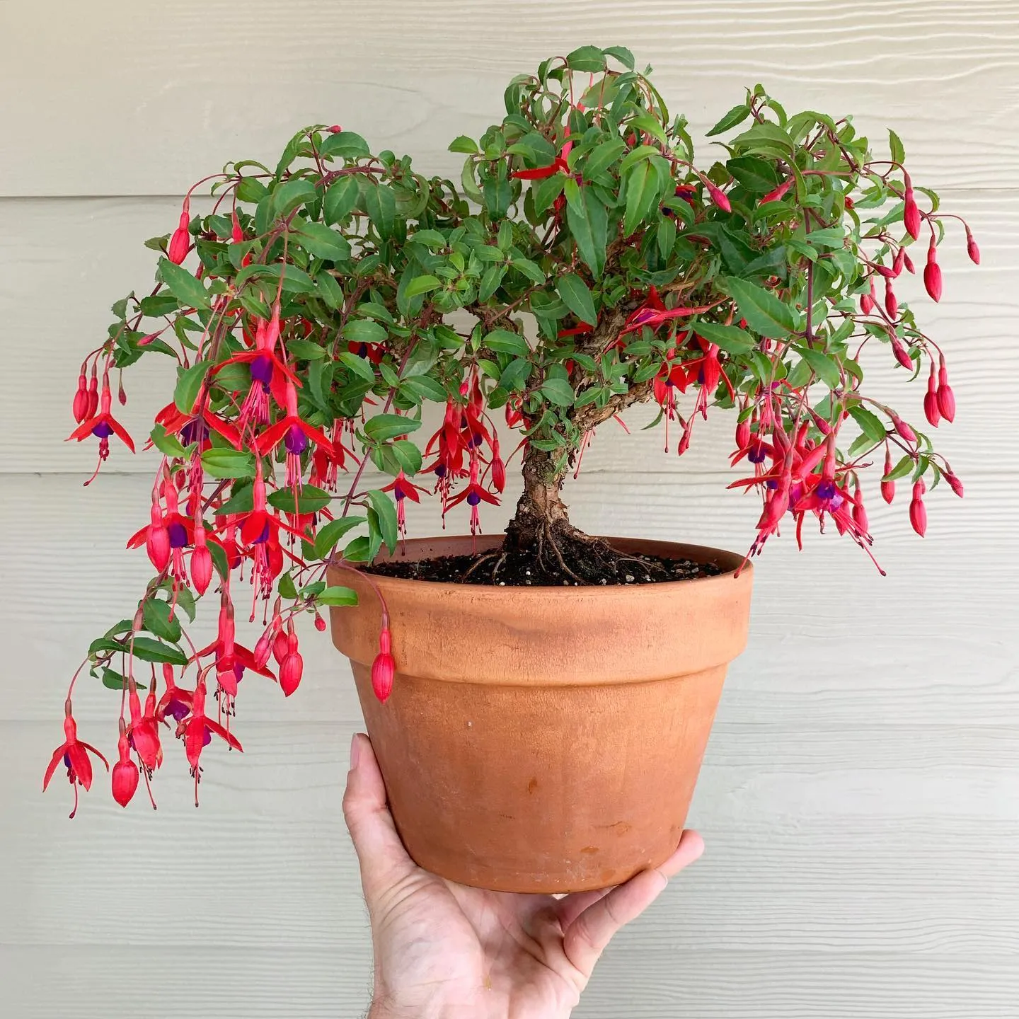 Fuchsia Bonsai: Colorful and Exotic Beauty