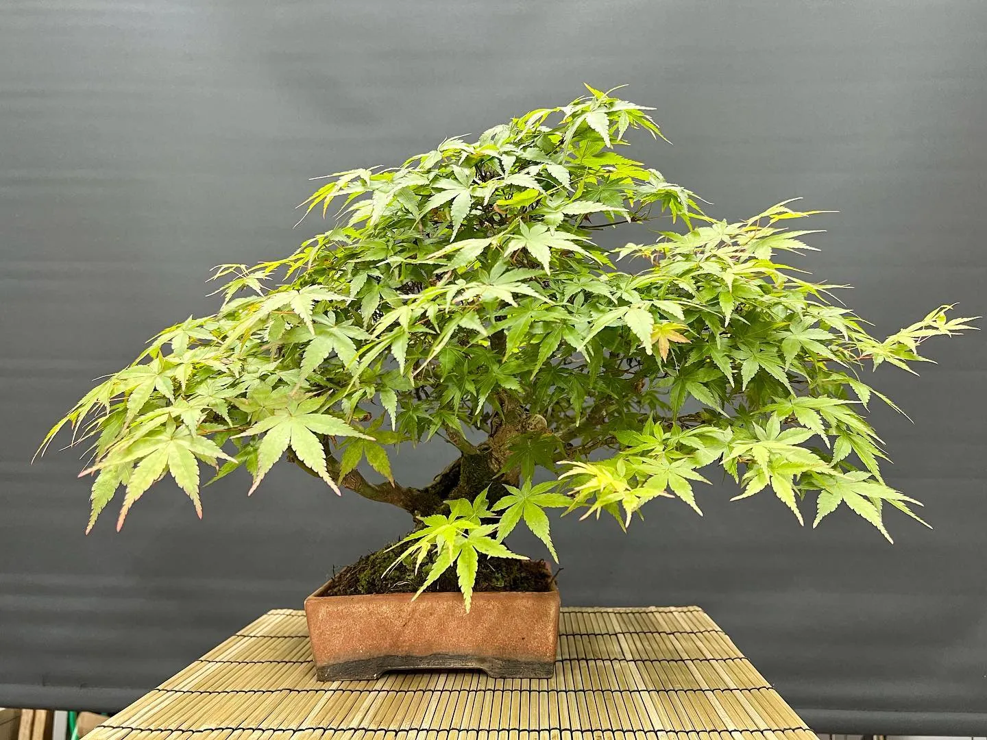 Mountain Maple Bonsai: Miniaturizing Nature's Splendor