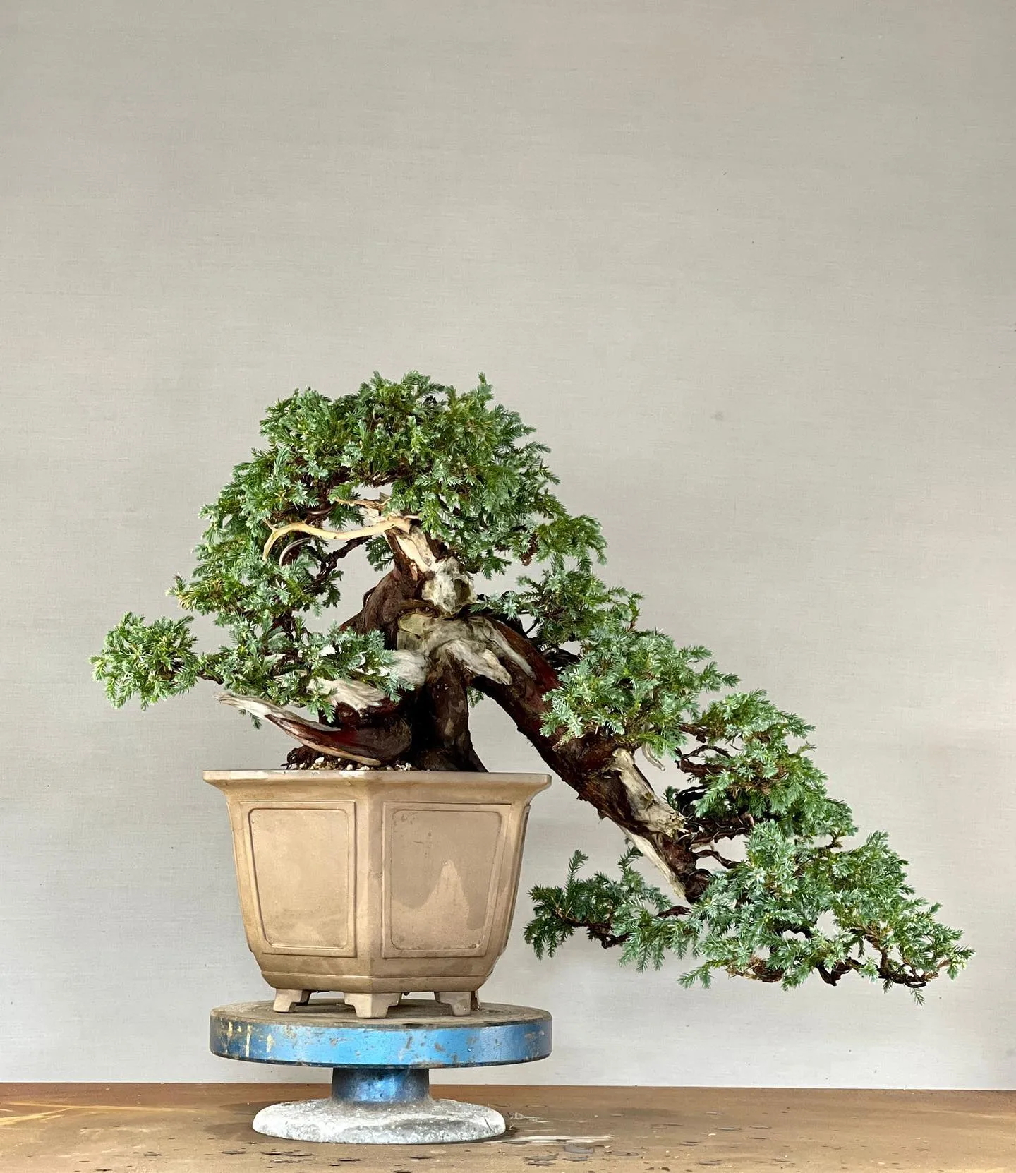 Rosemary Bonsai: Aromatic Beauty