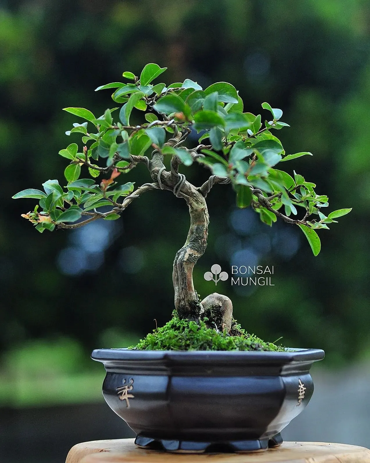 Crape Myrtle Bonsai (Lagerstroemia indica) Care Simplified