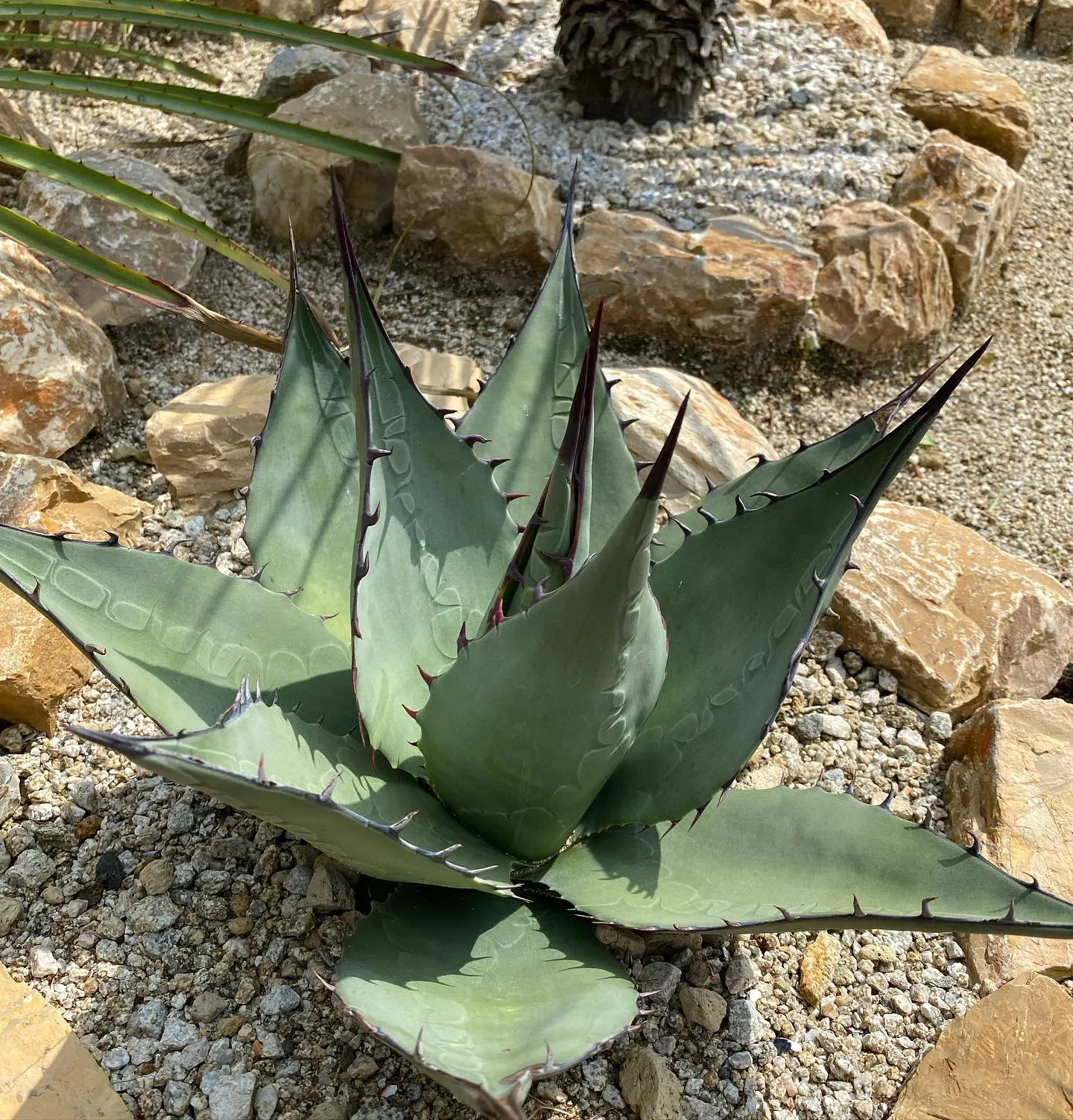 Havard's Century Plant: Hardy Care Approach