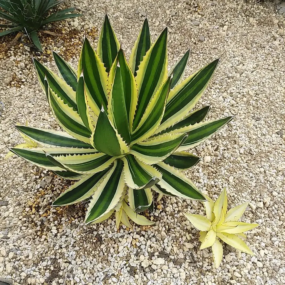 Rabo de Leon Hedgehog Agave: Spiky Care Tips