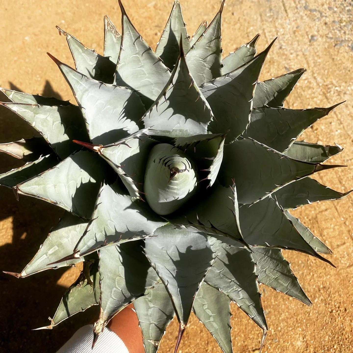 New Mexico Century Plant: Southwestern Care