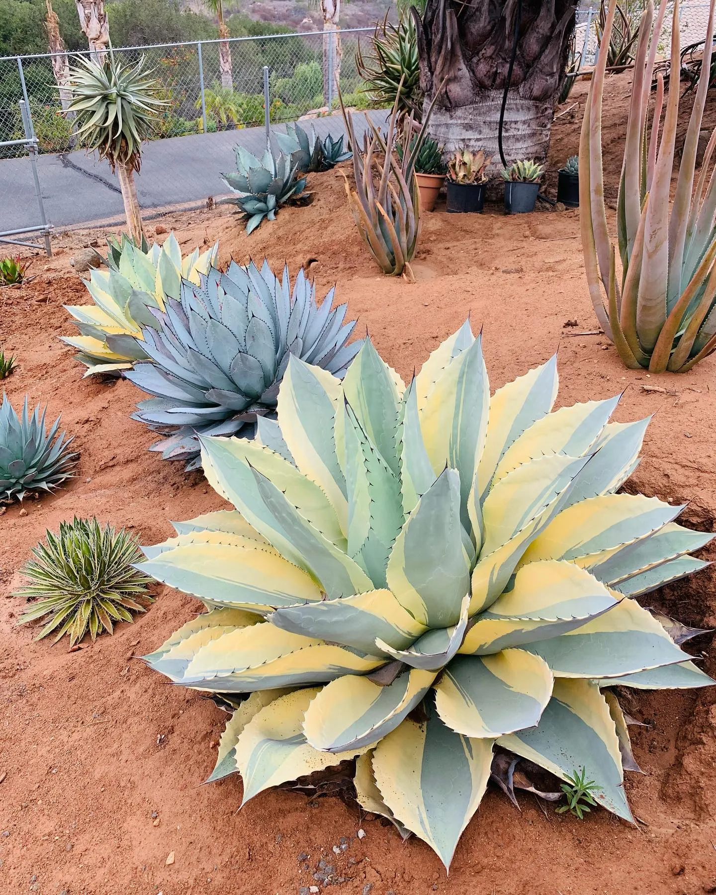 Whale's Tongue Agave: Unique Shape Care Guide