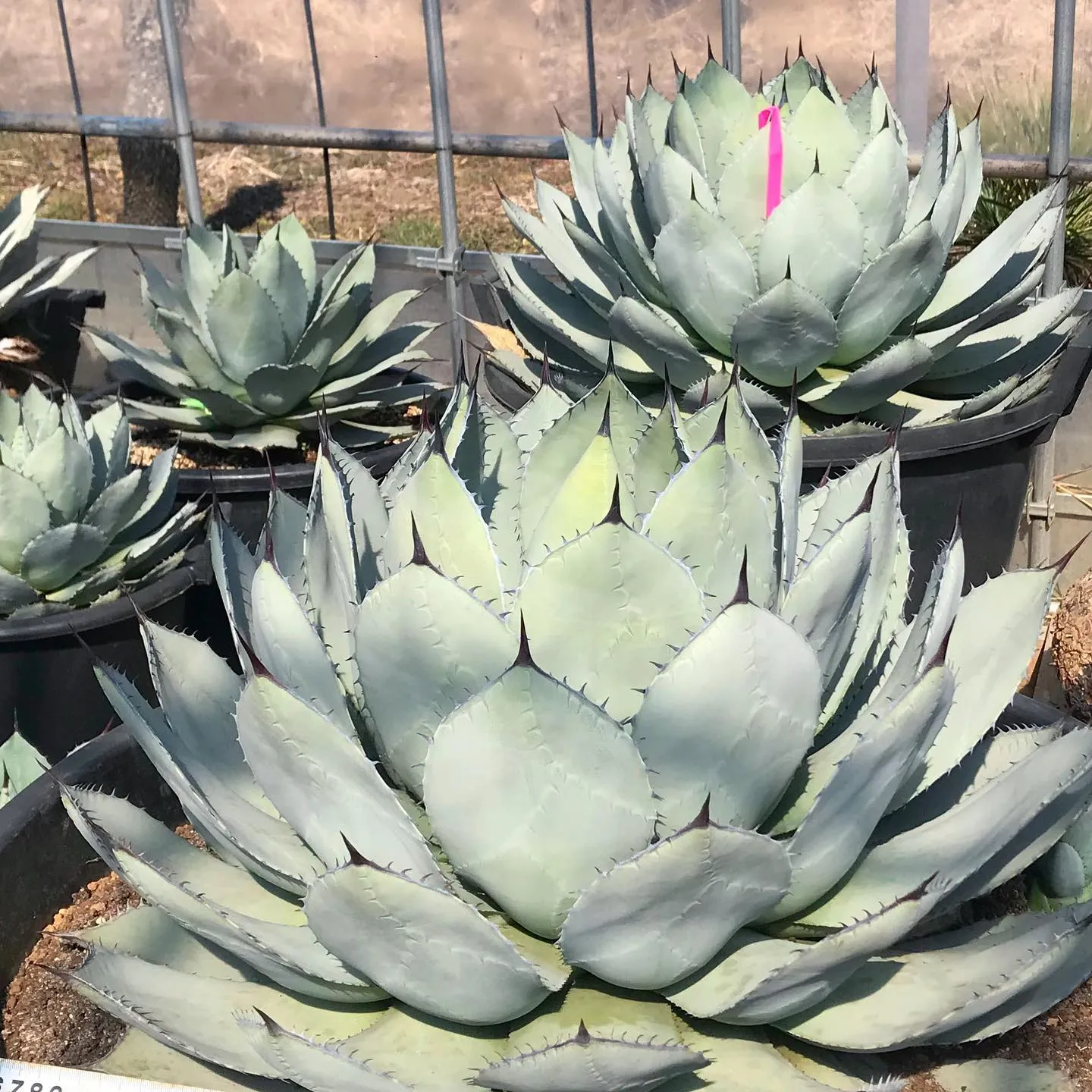 Parry's Agave: Rugged Care Tips
