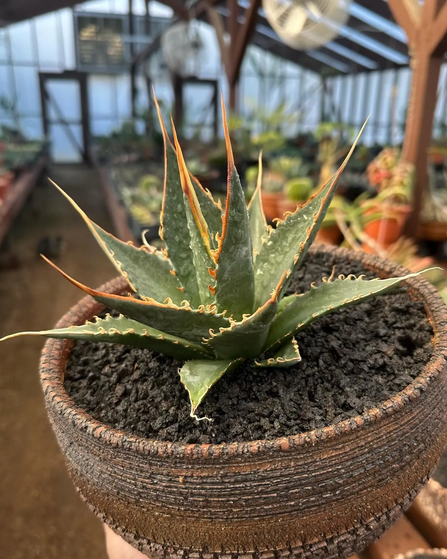 Coastal Century Plant: Seaside Care Guide