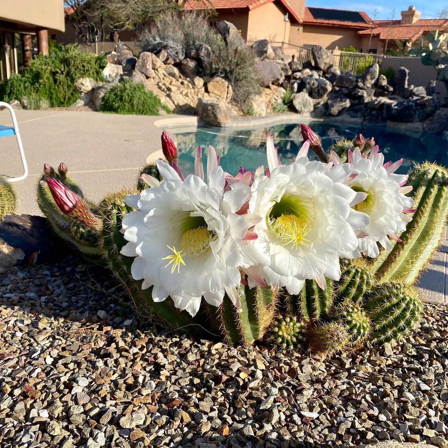 Argentine Giant Cactus: The Spectacular Night Bloomer