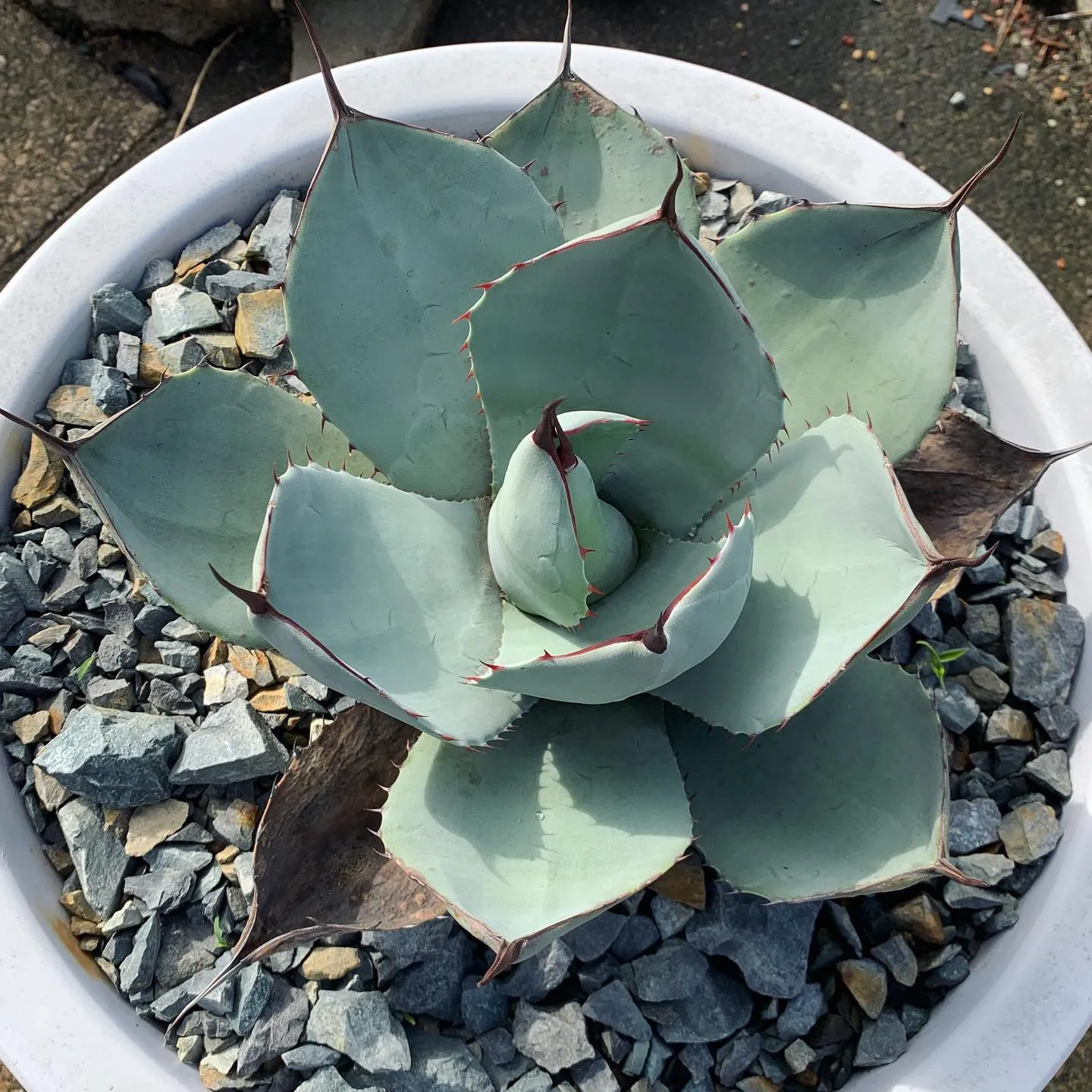 Artichoke Agave: Edible Plant Care Guide