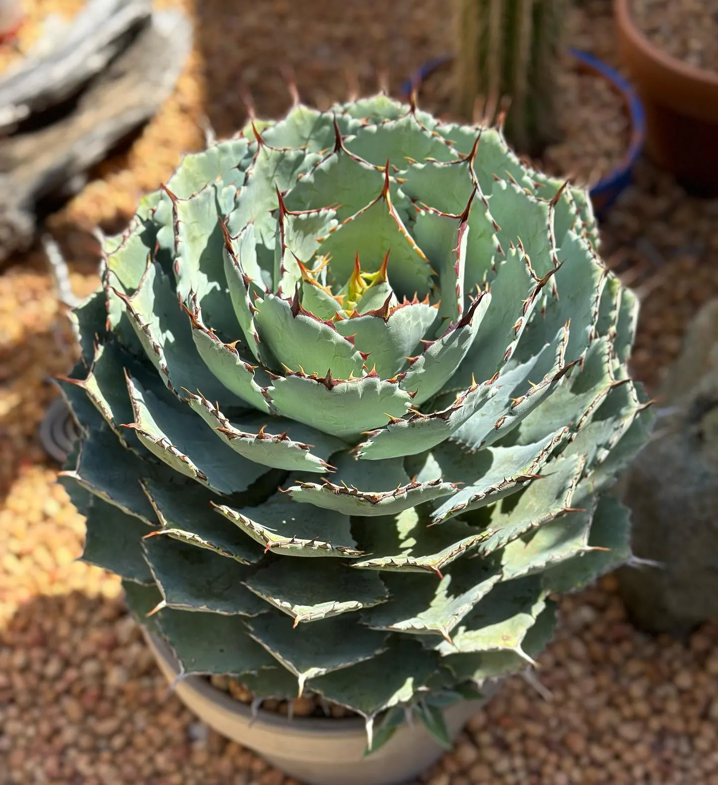 Butterfly Agave: Delicate Care for Delicate Beauty