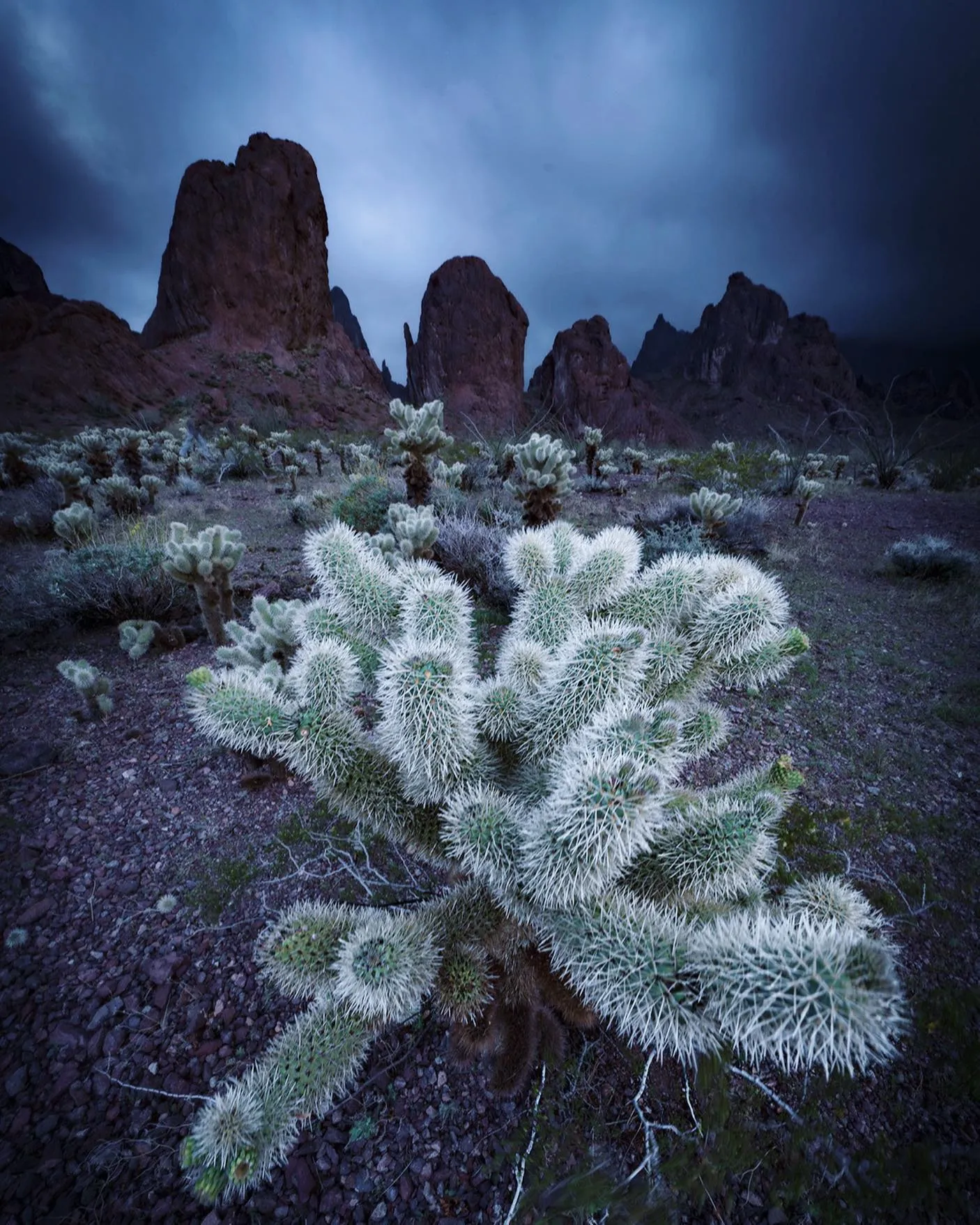 Cholla Cactus: The Intriguing Cactus of the Southwest