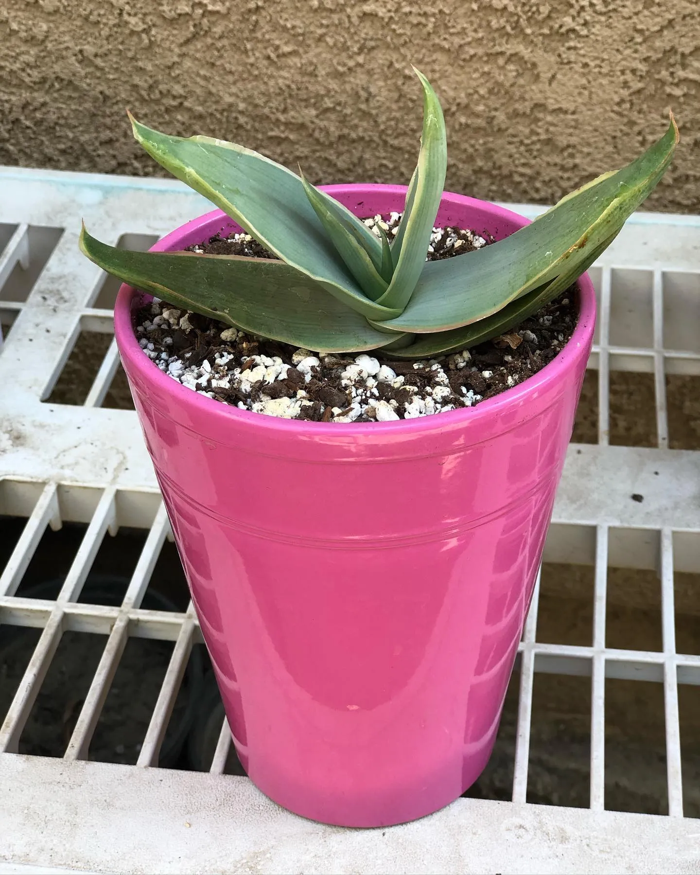 Coral Aloe Care Guide
