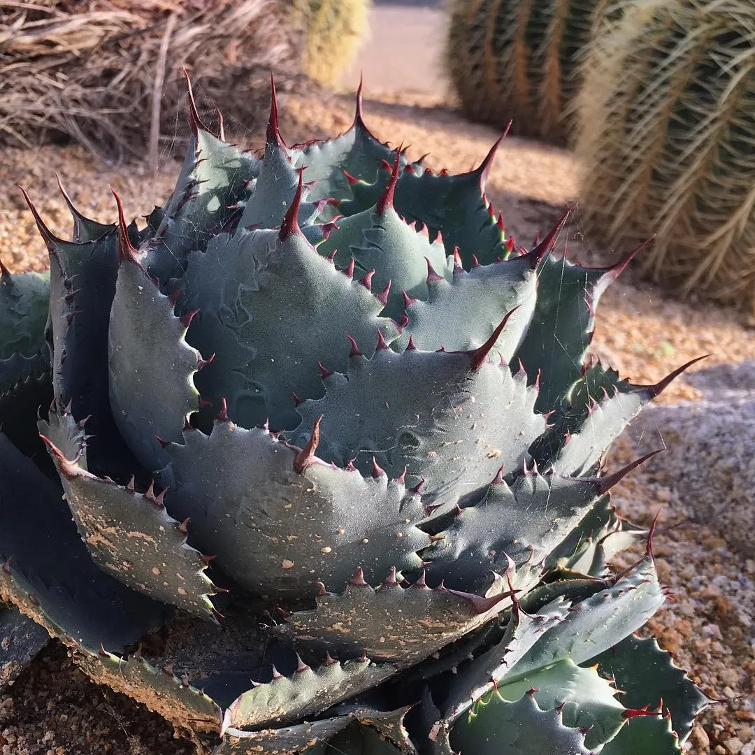 Dwarf Butterfly Agave: Petite Care Plan