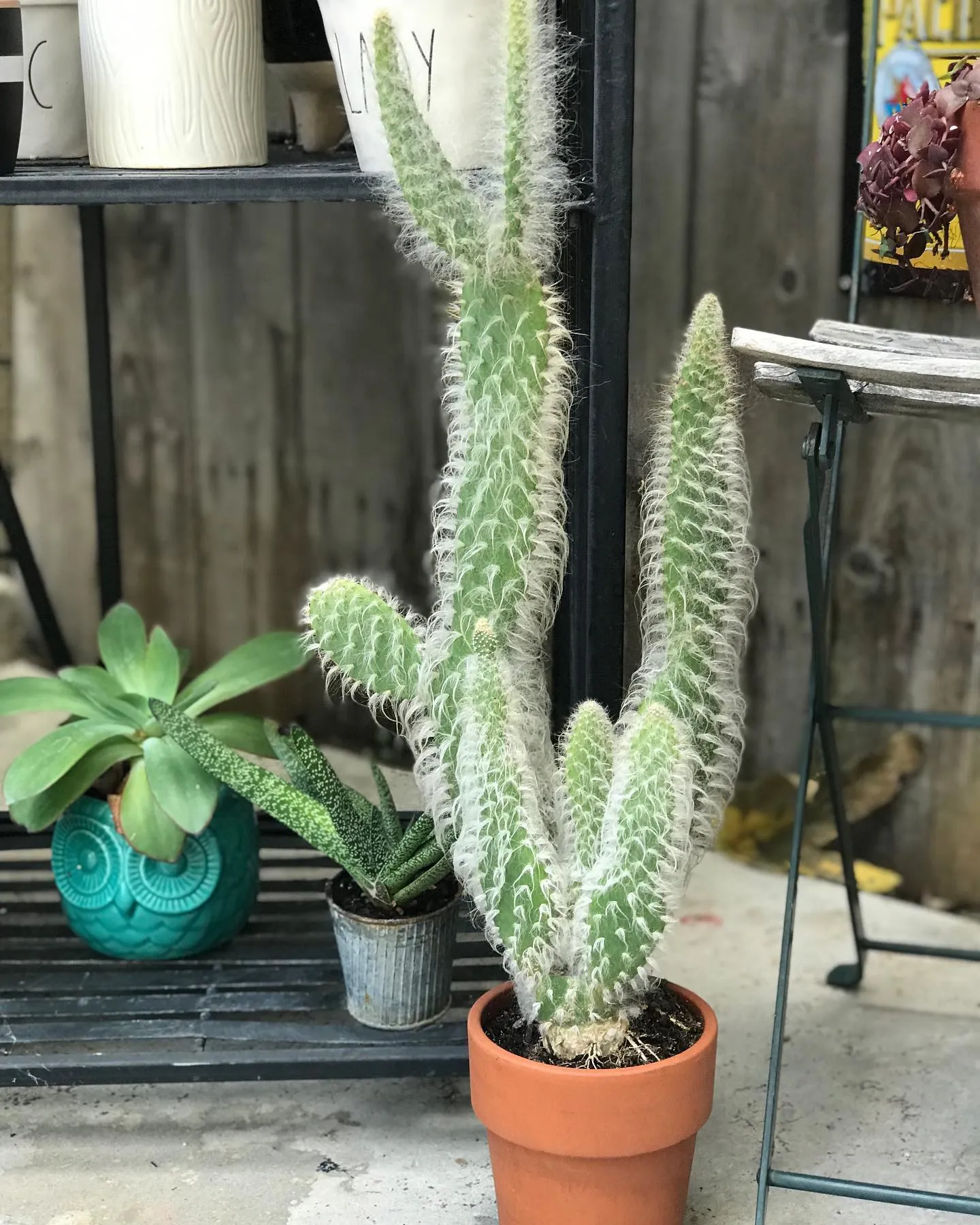 Grizzly Bear Cactus: The Rugged Beauty of the Wild