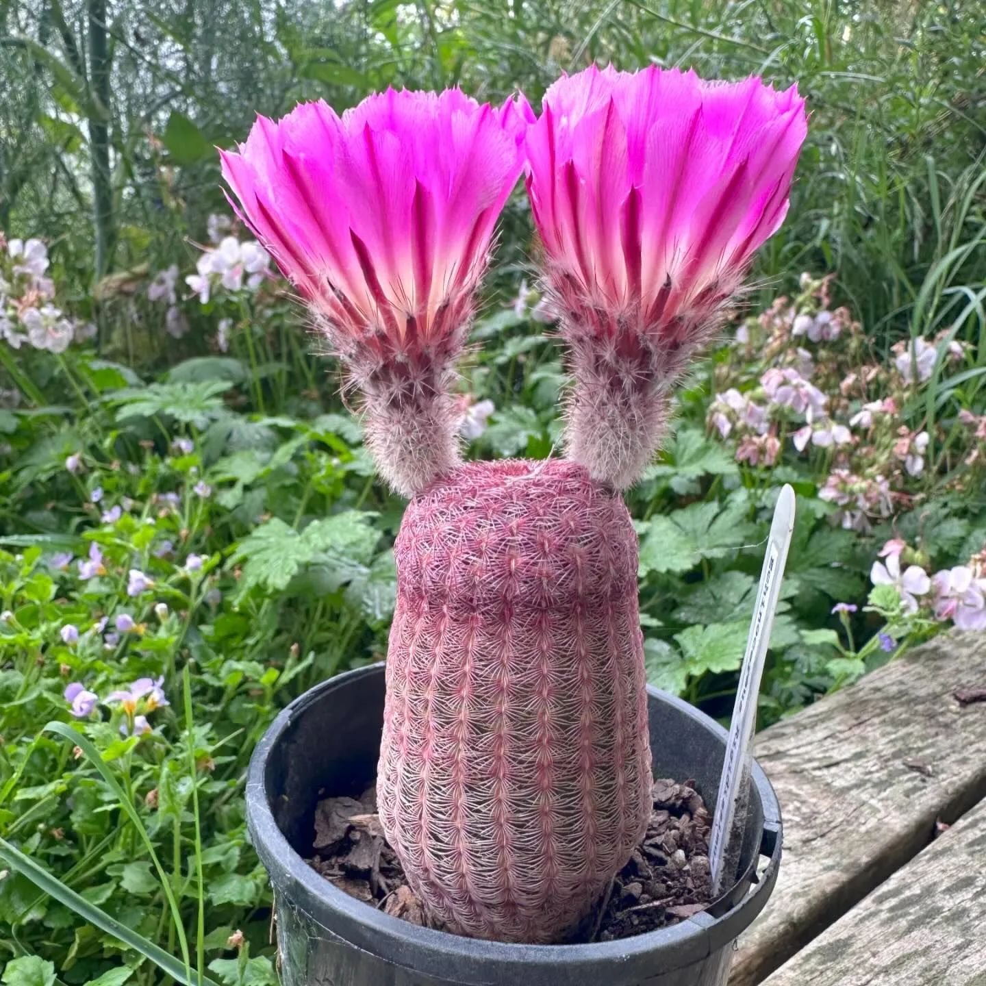 Rainbow Cactus: The Colorful Spectrum of the Desert