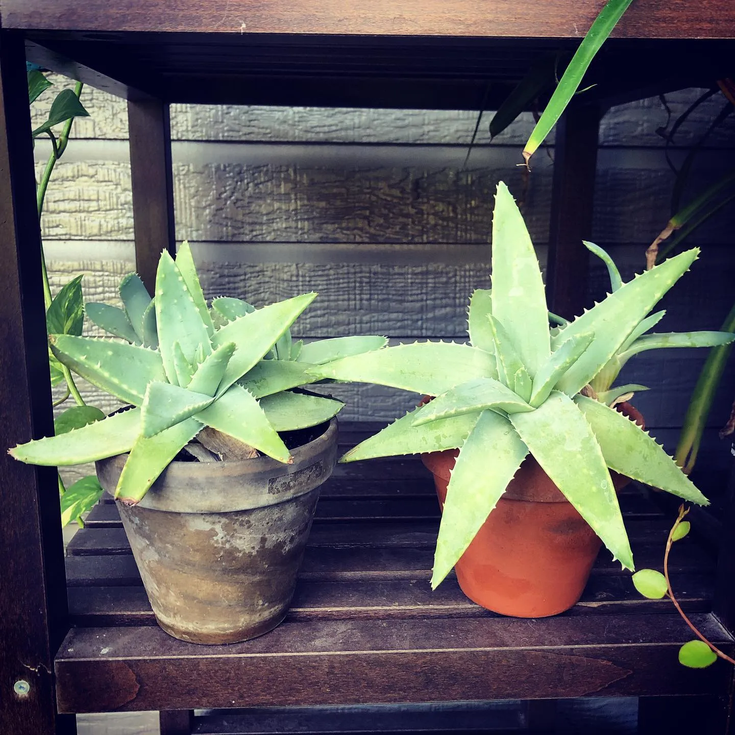 Shortleaf Aloe: Compact Care Guide