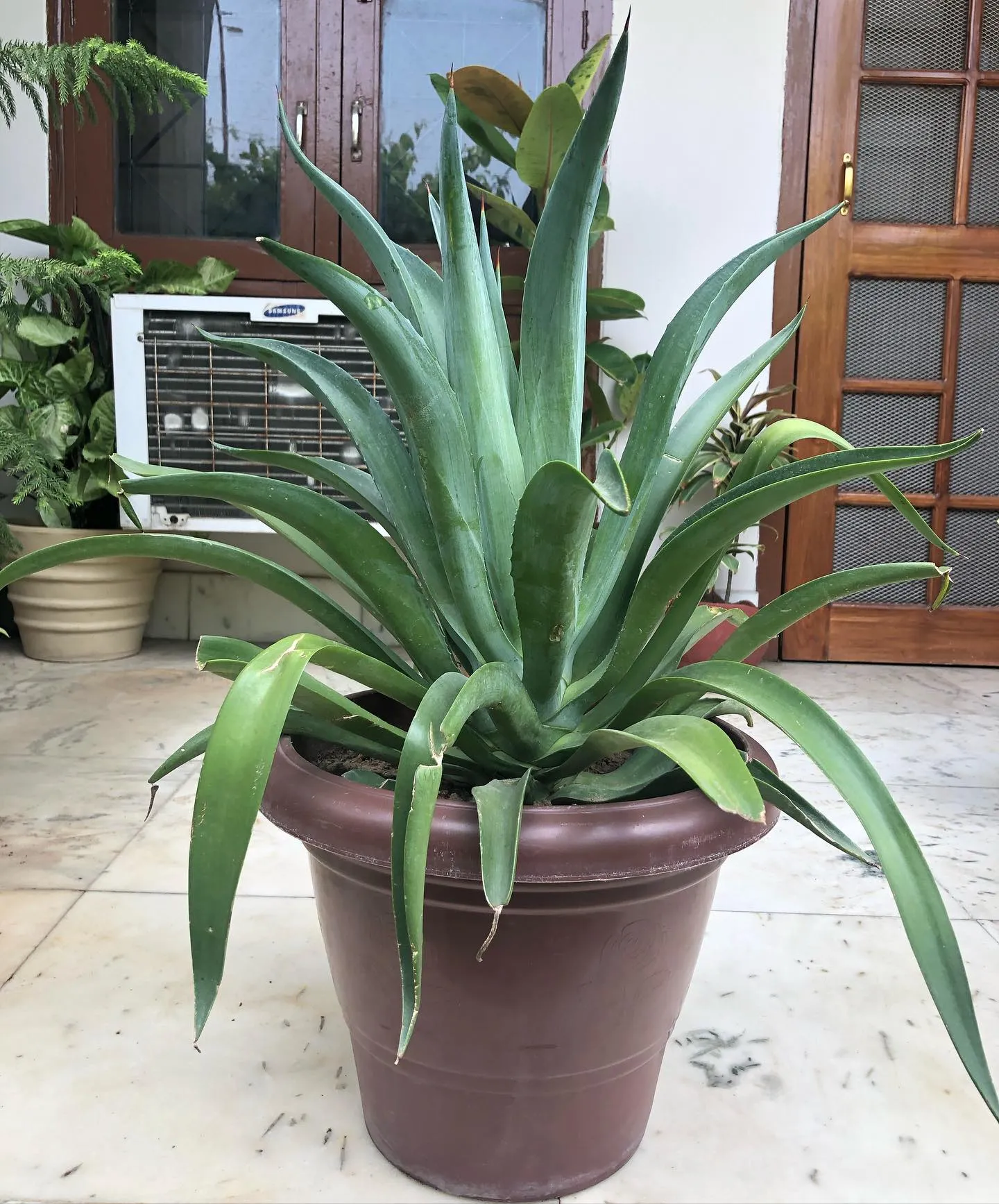 Smooth Agave: Sleek Care Guide