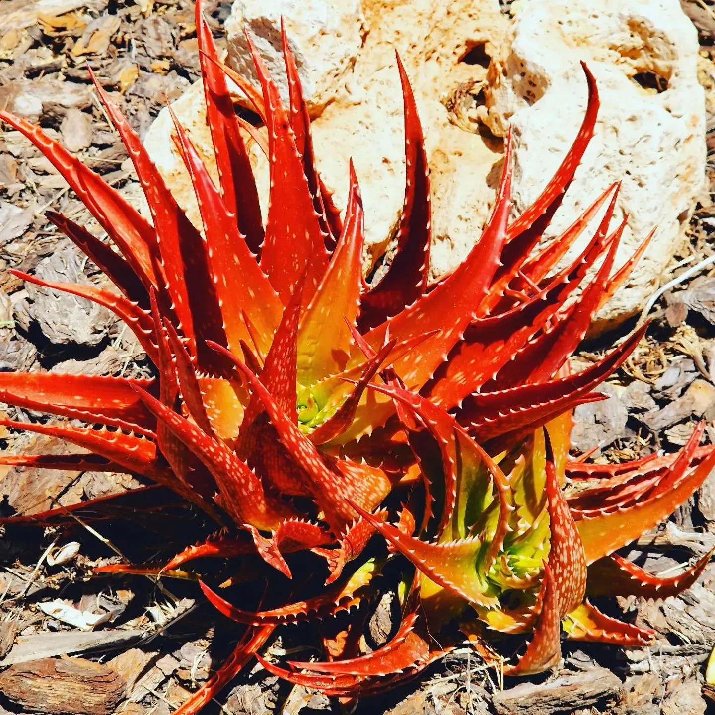 Sunset Aloe: Twilight Care Tips