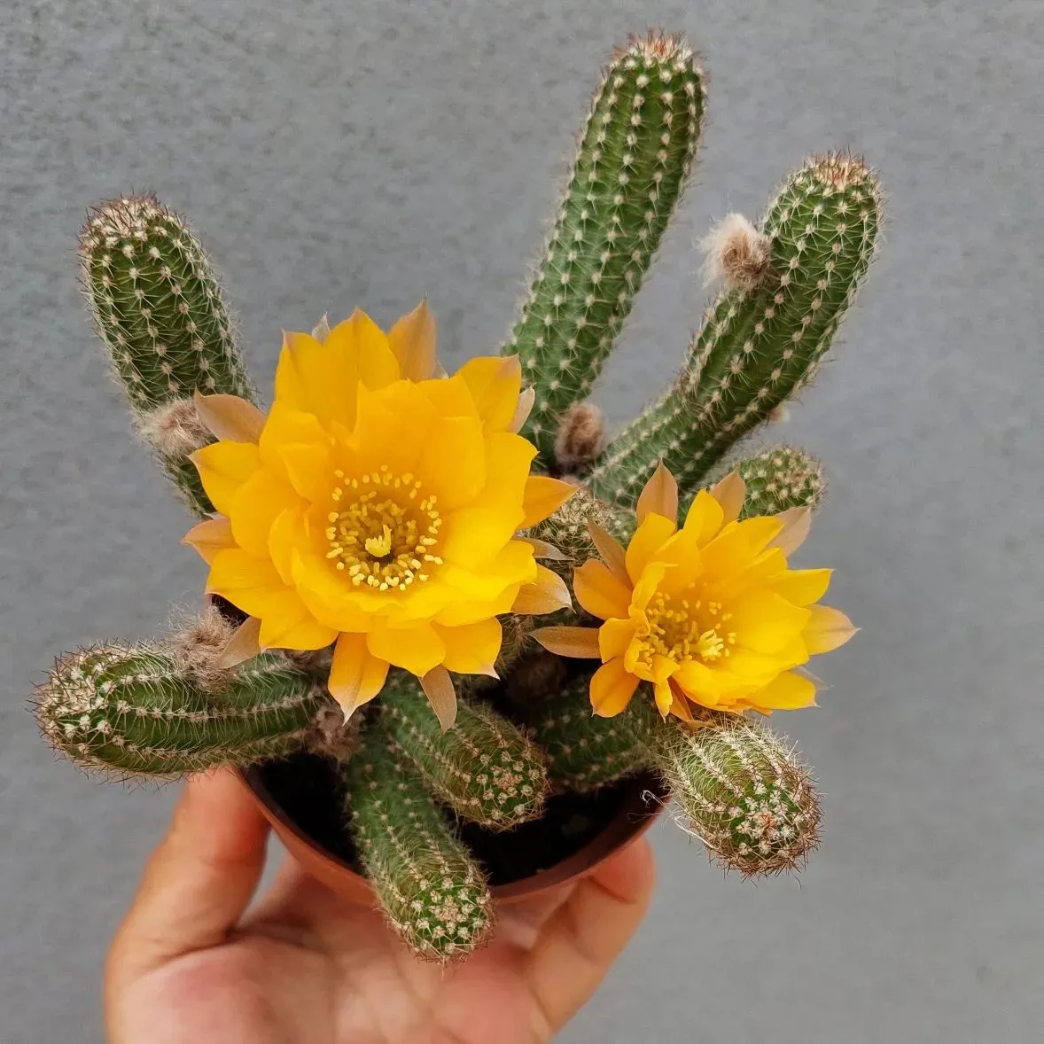Teddy Bear Cholla: The Deceptively Soft Cactus