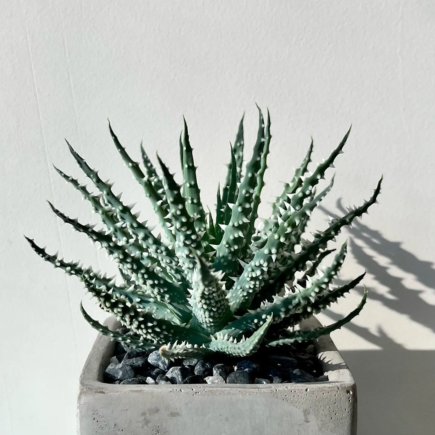 Dwarf Aloe: The Compact Beauty for Small Spaces